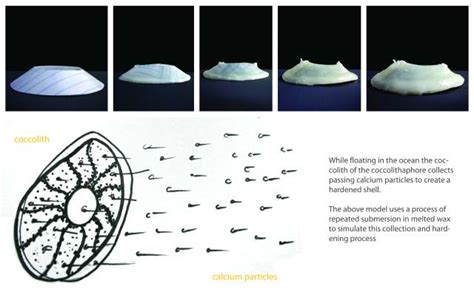 Calcification Process Re Framing Digital Design And Fabrication