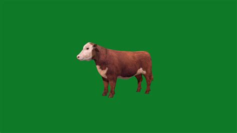 Hereford Beef Cattle Lowpoly Buy Royalty Free 3d Model By