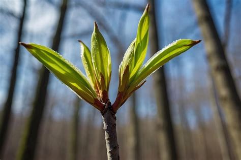 Closeup Of A Tree Bud In Spring In The Forest Premium Ai Generated Image