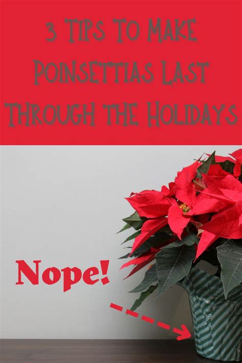 3 Quick Tips Everyone With A Poinsettia Needs To Know Poinsettia