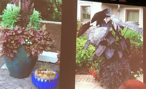 Example Of “color Echo” Garden Design Garden Plants