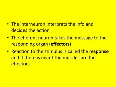 Brain Spinal Cord And Nerves Ppt Download