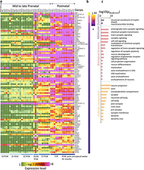 Transcriptomic Gene Analysis Of Cortical Samples Reveals That