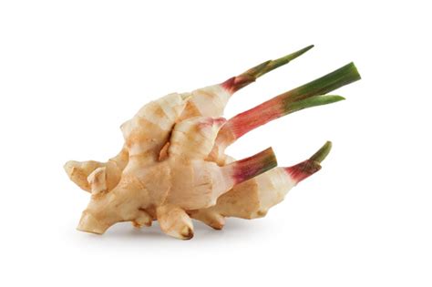 신선한 생강 뿌리 줄기와 얇게 썬 흰색 배경에 고립되어 클리핑 경로 어린 생강 0명에 대한 스톡 사진 및 기타 이미지 0명 갈색 거친 Istock