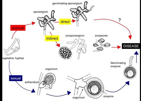 Life Cycle For Pythium Aphanidermatum Modified From Matthews Download Scientific Diagram