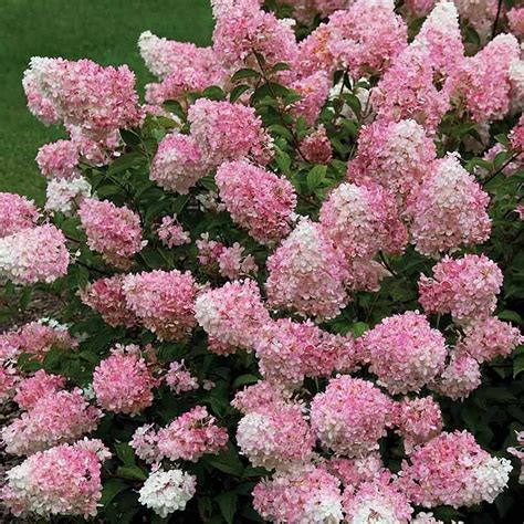 Саженцы гортензии метельчатая Touch of Pink купить по цене - 425 руб ...