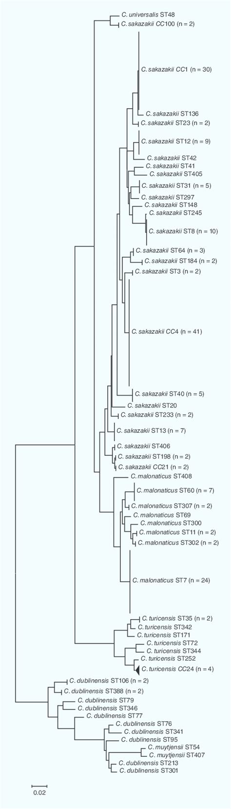 cronobacter genus cas3 phylogenetic tree isolate sequences were