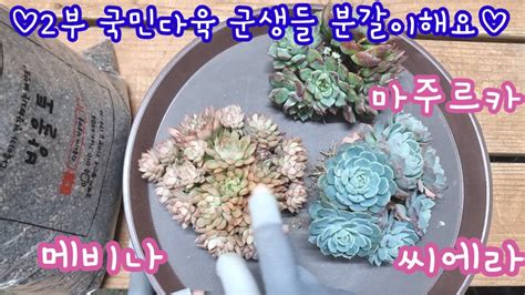 2부 국민다육 군생들 분갈이해요💕 메비나 씨에라 마주르카 식재해요💕 꽃동산다육 010 3939 4304 Youtube