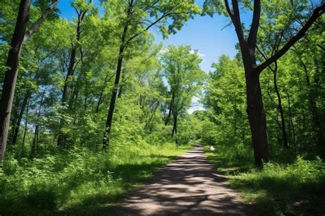 Green Path Alongside Trees Images Free Download On Freepik