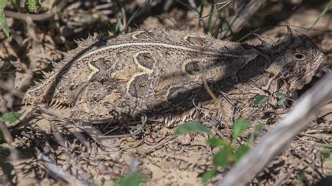 How To Save The Horny Toad Population
