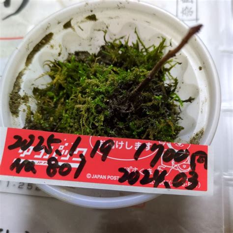 吉野桜、さくら苗え、2024 03発芽 メルカリ