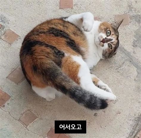 새로운 스치니들