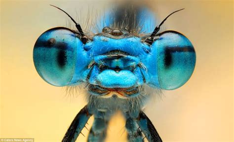 Does My Bug Look Big In This Incredible Super Close Up Pictures Of