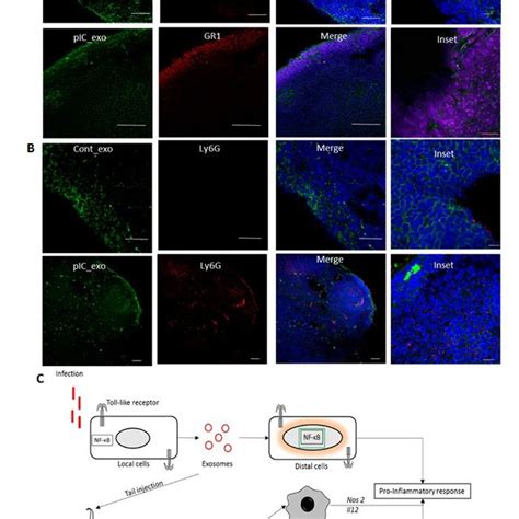 Effect Of Exosome Uptake On Macrophages A Schematic Showing Mouse