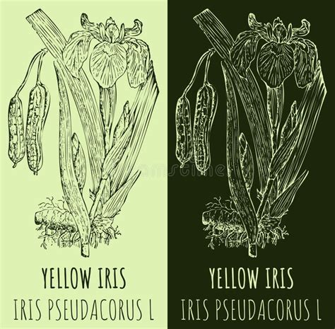 Vector Drawing Yellow Iris Hand Drawn Illustration Stock Image Illustration Of Iris Vector