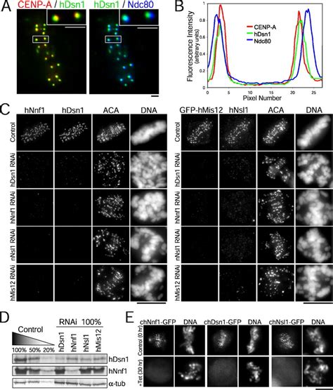 Kinetochore Localization Of The Hmis12 Complex Is Interdependent A