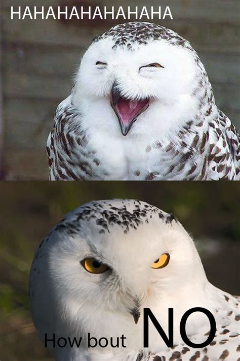Grumpy Owl
