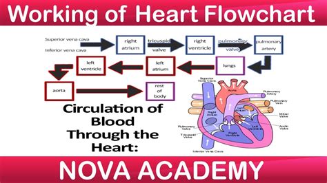 Working Of Heart Flowchart Human Heart Class 7 Science