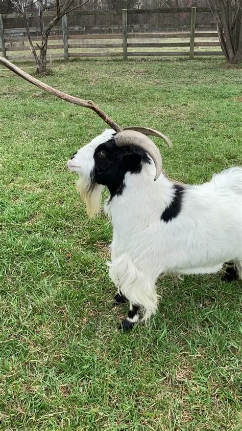 The Cornual Branches Of The Lachrymal And Infratrochlear Nerves Provide Sensory Stimulation To