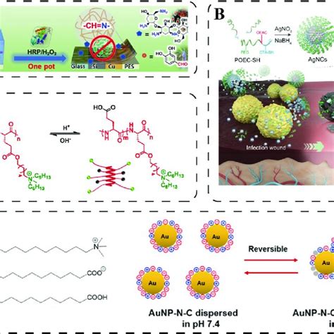 A Schematic Illustration Of The Ph Sensitive Antibacterial Coating Download Scientific