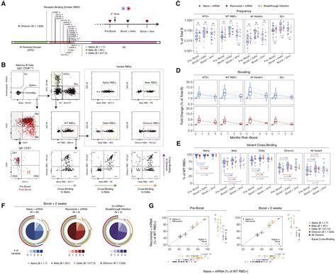 Efficient Recall Of Omicron Reactive B Cell Memory After A Third Dose Of SARS CoV MRNA Vaccine