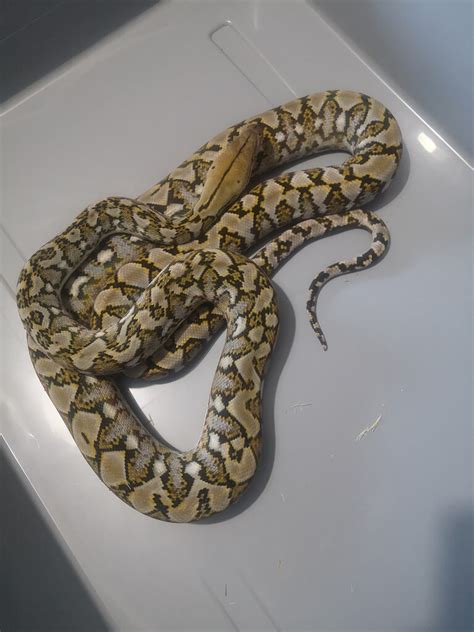 Reticulated Python Identification Reticulated Pythons Morphmarket Reptile Community