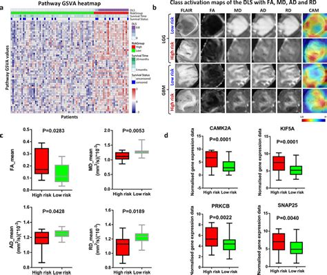 A Summary Of The Imaging Transcriptomics Prognosis Associations A A