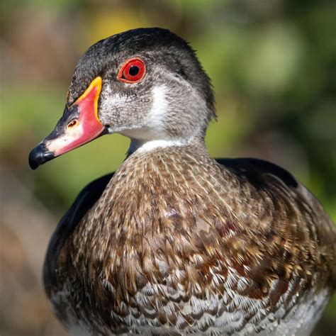 A Male Wood Duck In Eclipse Plumage Reifel Bird Sanctuary R Birding