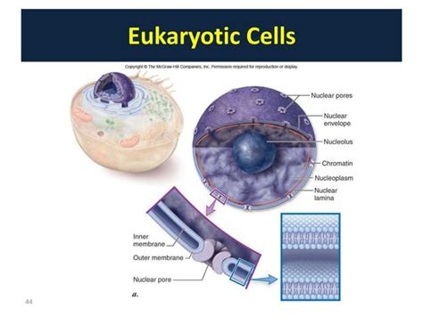 Lect Structure And Function Of Eukaryotes And Prokaryotes Cell Pptx