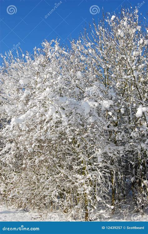 Trees In Winter Snow Stock Image Image Of Nature Weather 12439257