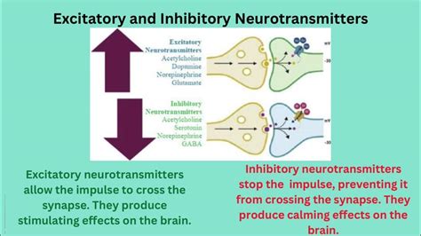 Excitatory And Inhibitory Neurotransmitters Psychology Youtube
