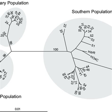 an unrooted phylogenetic tree inferred from neighbor joining analysis