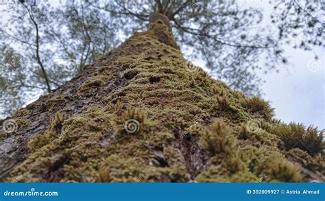 Close Up Of Some Moss Grow On Tree Roots Stock Image Image Of Natural