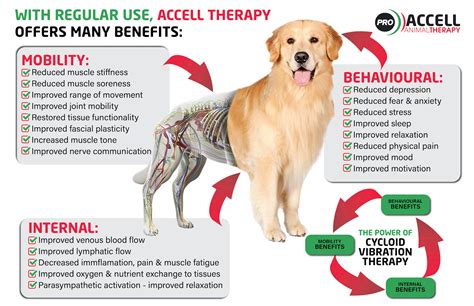 Premium Partner Program Accell Animal Therapy