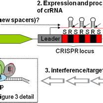 PDF Tuning In To Interference R Loops And Cascade Complexes In CRISPR Immunity