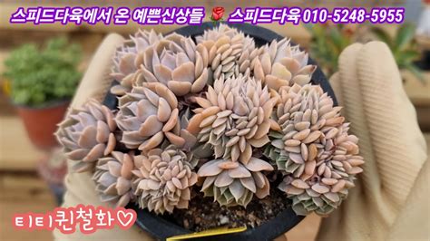 2456 🌹스피드다육에서 온 예쁜다육들 언박싱 함께해요🌹 신상 티티퀸철화 너무 예뻐요🌹 Youtube