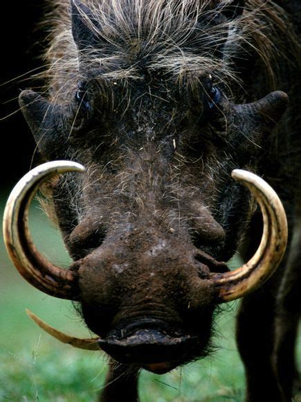 Warthogs Facts Pictures And More National Geographic