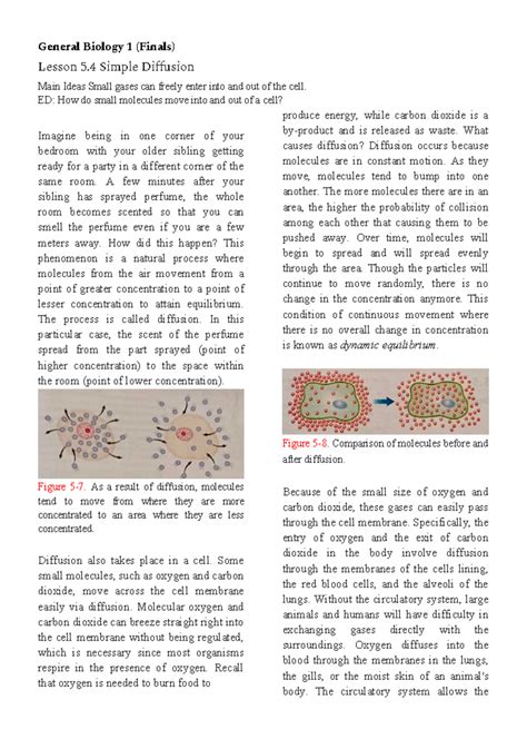 Simple Diffusion General Biology 1 Finals Lesson 5 Simple Diffusion