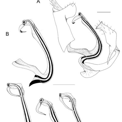 Male Genitalia A Genital Complex In Left Lateral View Genital Download Scientific Diagram