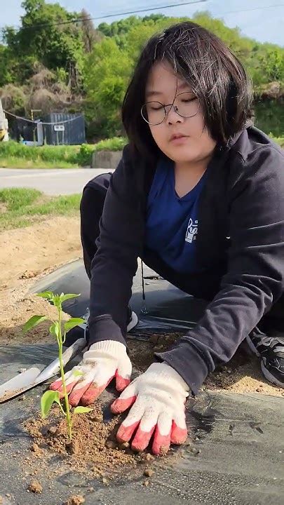 막내 농부의 고추심기 ㅎㅎㅎ Youtube