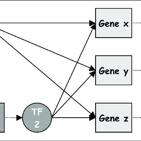 Representation Of The Feed Forward Loop Network Motif The Master Download Scientific Diagram