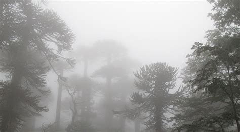 The Relative Roles Of Bounded And Unbounded Processes In Conifer Diversification Research