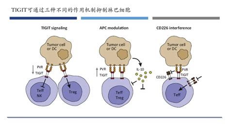 赢迪文献分享 新兴免疫检查点tigit（t细胞免疫球蛋白和itim结构域蛋白） 癌症123