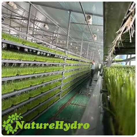 Farm Fodder Modular Containerized Fodder Systems Hydroponic Microgreens