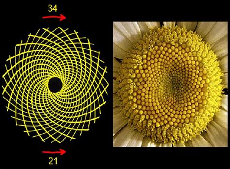 Math Made Easy Finding Fibonacci Sequence In Flower Petals Apeejay