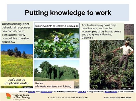 Plant Plant Interactions Photo Courtesy Of Ronald Pierik