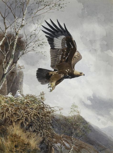 约翰·哈里森（john Harrison） Eagle Art Golden Eagle Art Wildlife Art