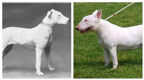 Dogs 100 Years Ago: What Dog Breeds Looked Like?