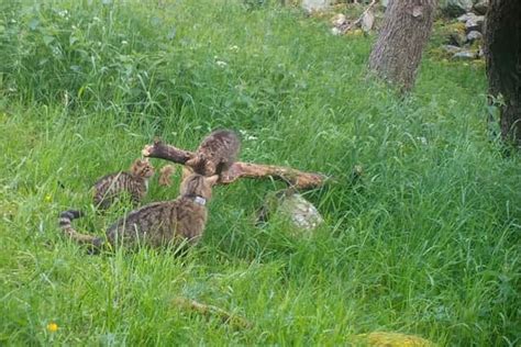 How The Scottish Wildcat Can Be Brought Back From ‘extinction Using
