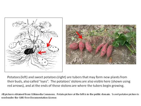 Sweet Potato Anatomy The Biosphere Experiment